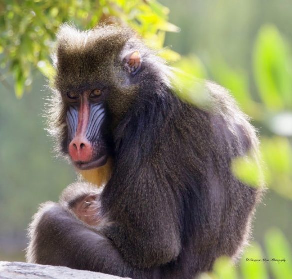 Beyond 925 - Monkeying Around Results In Baby Mandrill Birth At San ...