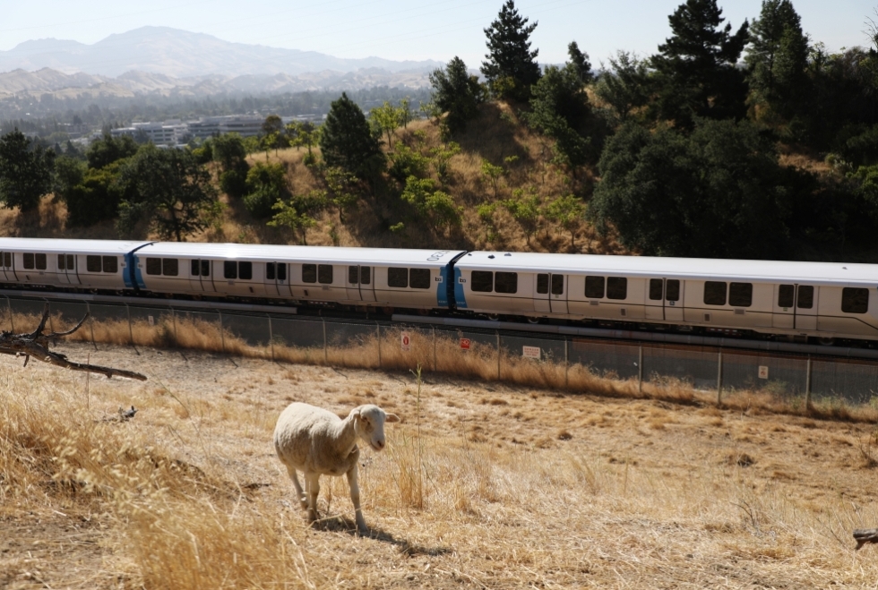 Sheep Herd Replaces Goats In BART Fire Mitigation Efforts - CLAYCORD.com