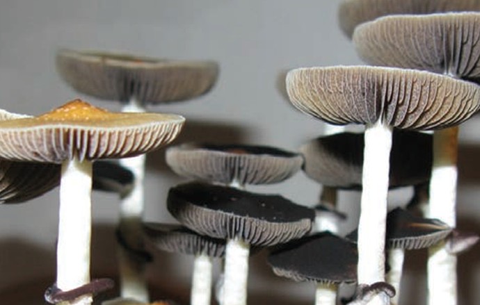Here's Your Annual Wild Mushroom Warning From The East Bay Regional ...